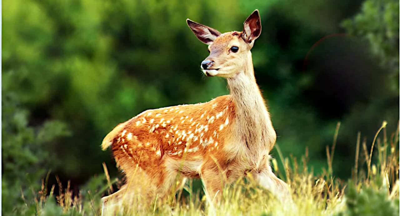 Gebeka Films date « Bambi, l’histoire d’une vie dans les bois » - Ecran ...